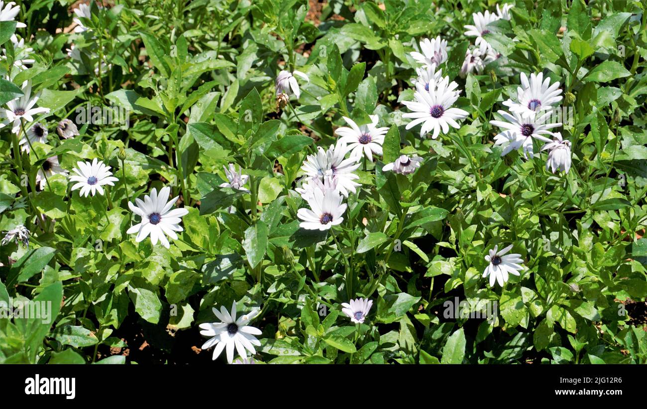 Closeup of Beautiful white flowers of Dimorphotheca pluvialis also ...