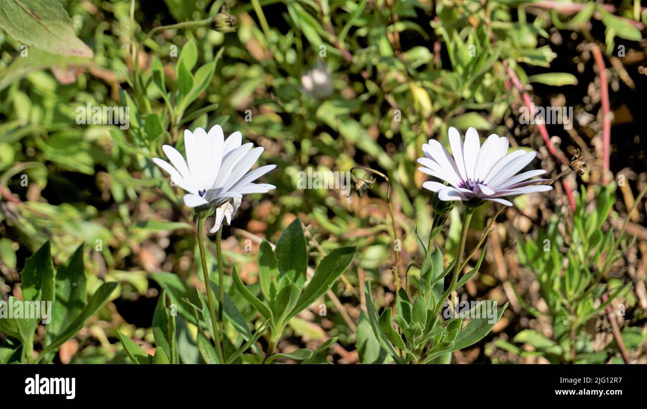 Closeup of Beautiful white flowers of Dimorphotheca pluvialis also ...