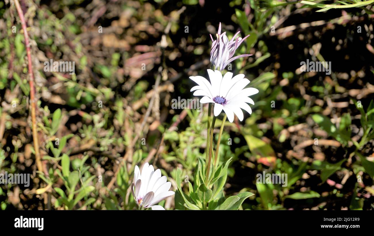Closeup of Beautiful white flowers of Dimorphotheca pluvialis also ...