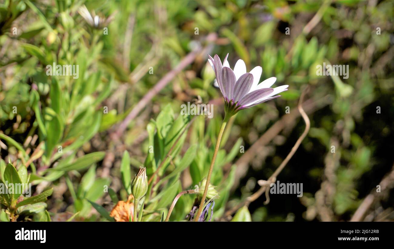 Closeup of Beautiful white flowers of Dimorphotheca pluvialis also ...