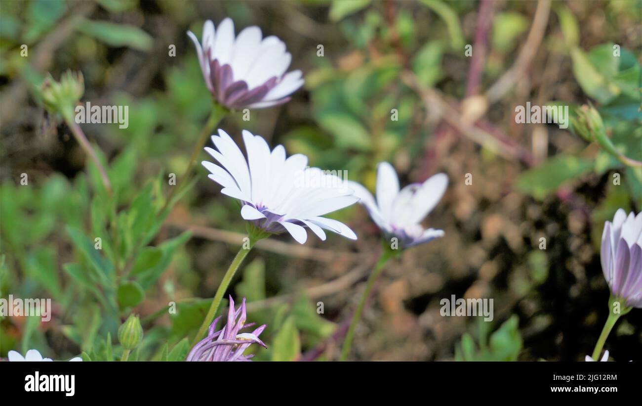 Closeup of Beautiful white flowers of Dimorphotheca pluvialis also ...