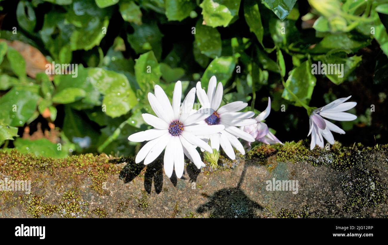 Closeup of Beautiful white flowers of Dimorphotheca pluvialis also ...