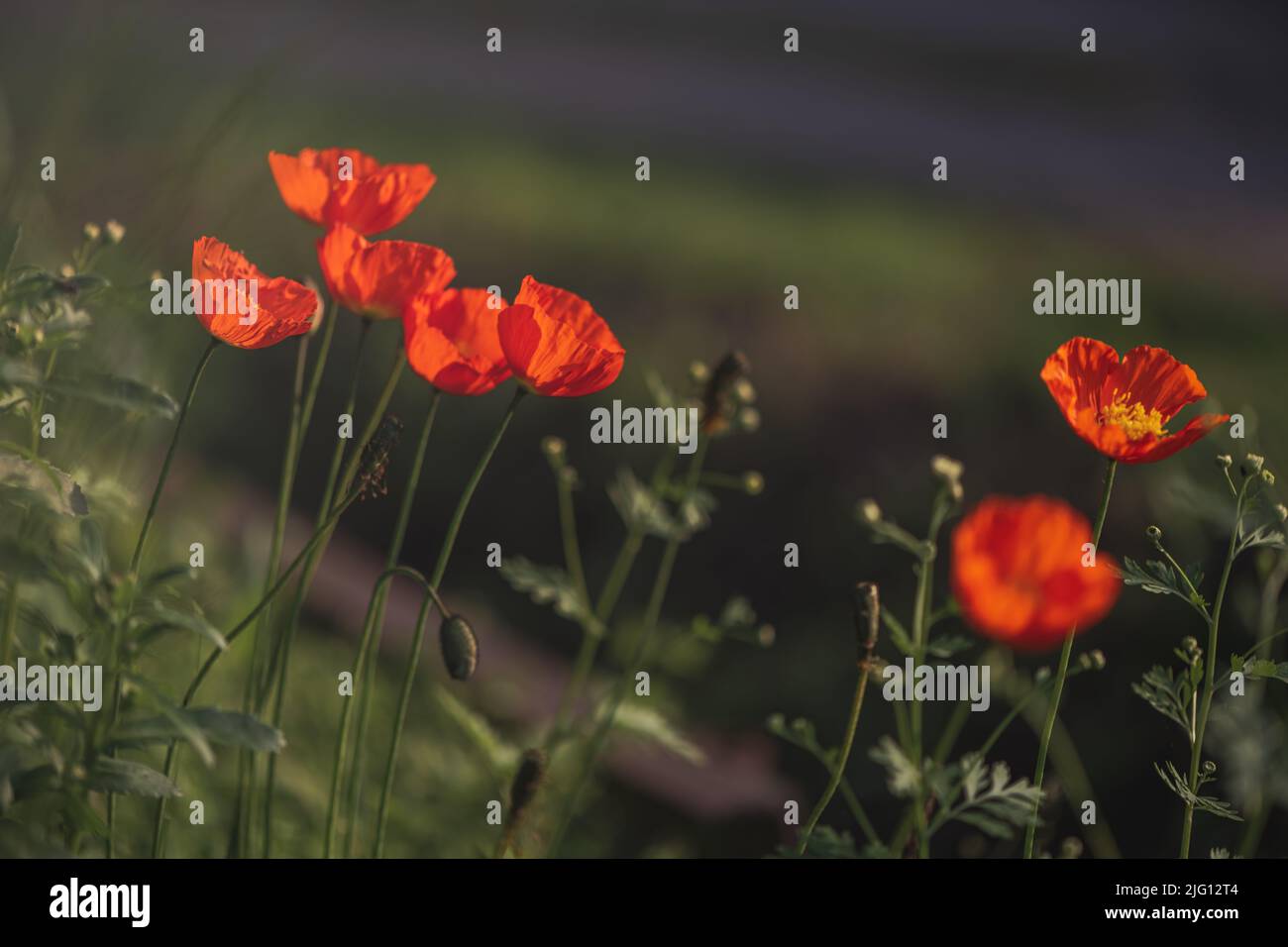 Beautiful red poppies in hi-res stock photography and images - Alamy