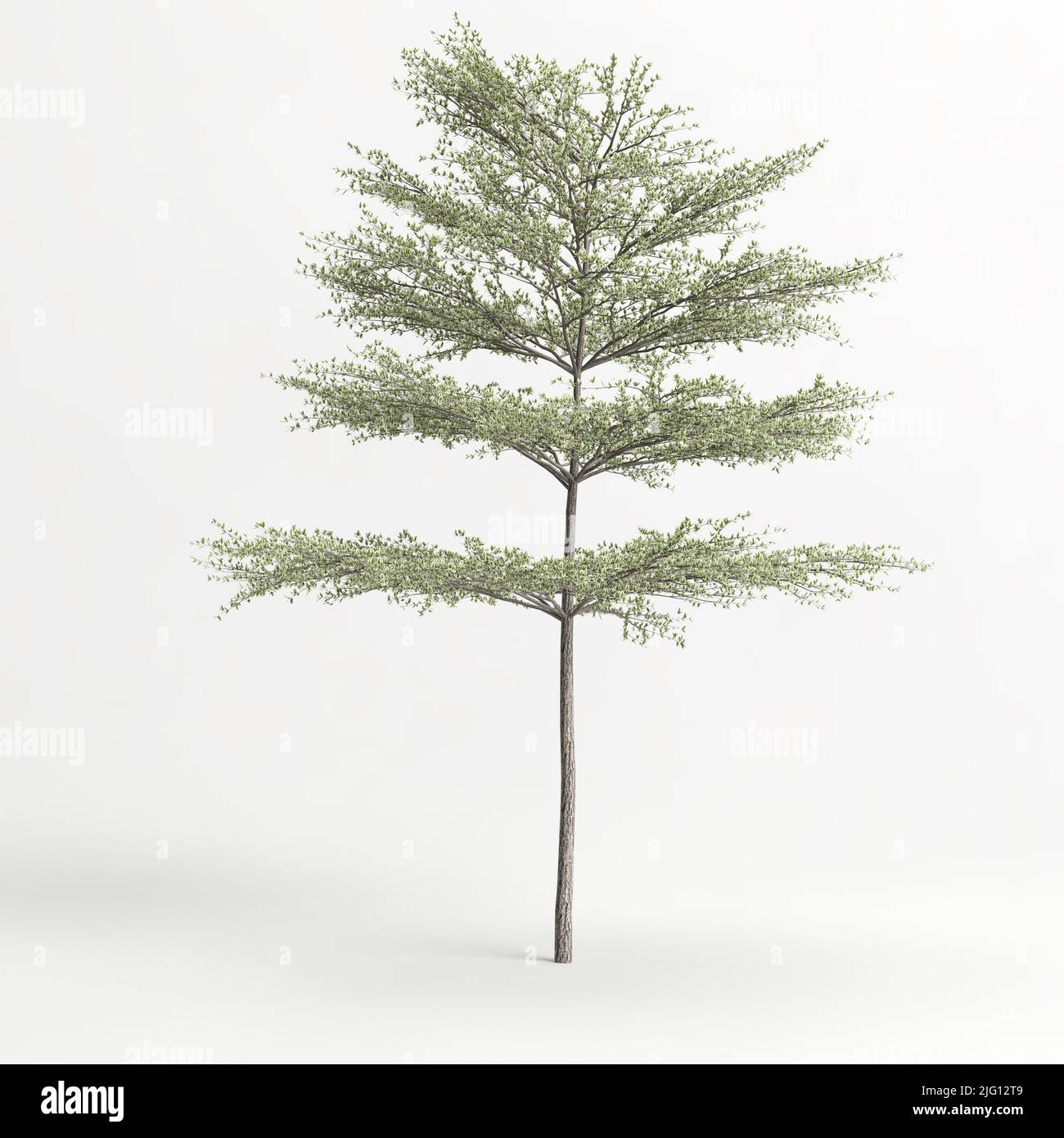3d illustration of tree isolated on white background Stock Photo - Alamy