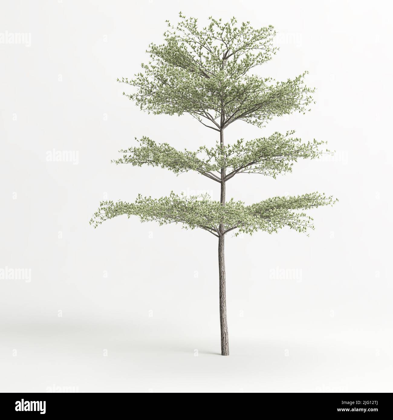 3d illustration of tree isolated on white background Stock Photo - Alamy