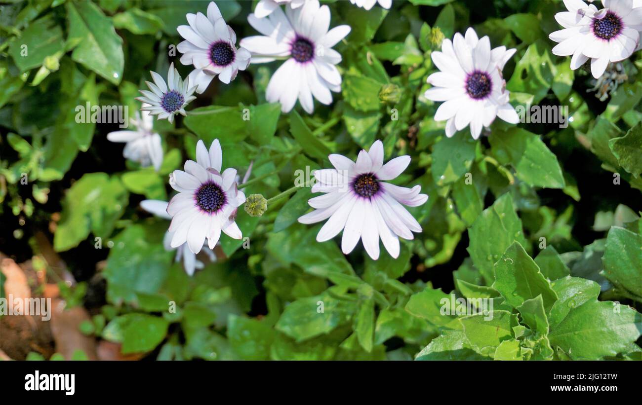 Closeup of Beautiful white flowers of Dimorphotheca pluvialis also ...