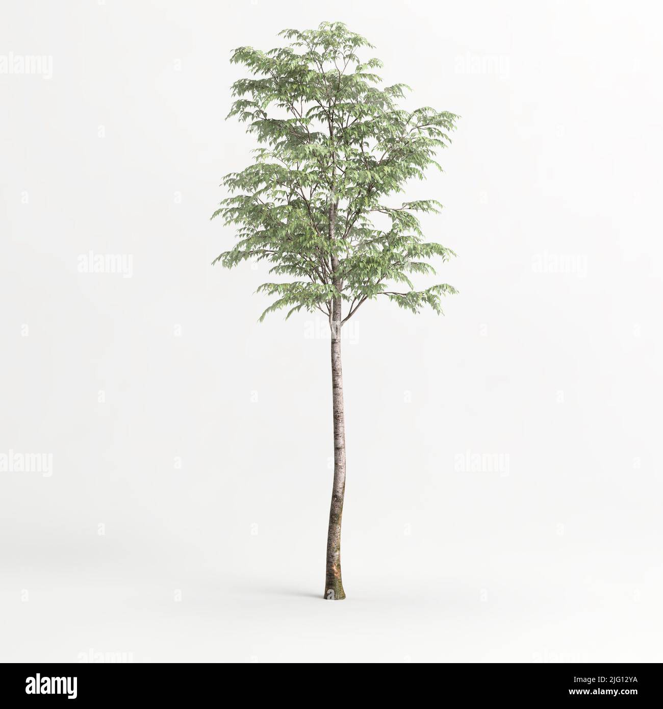 3d illustration of tree isolated on white background Stock Photo - Alamy