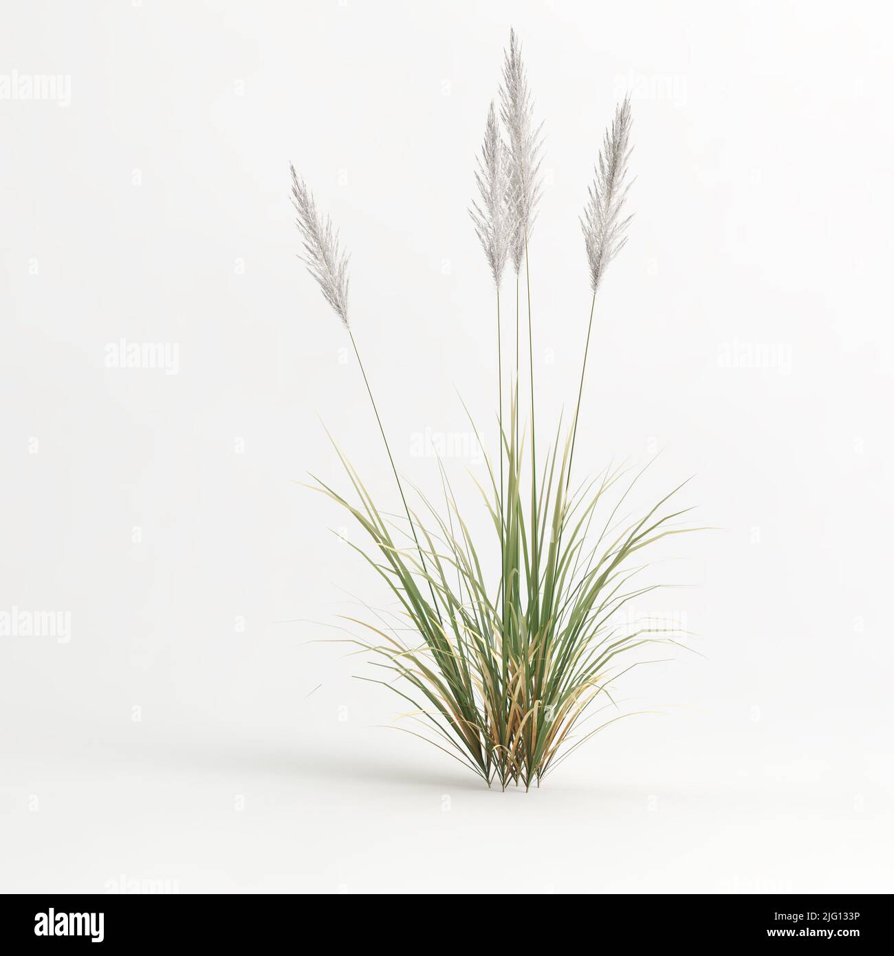 3d illustration of reed isolated on white background Stock Photo - Alamy