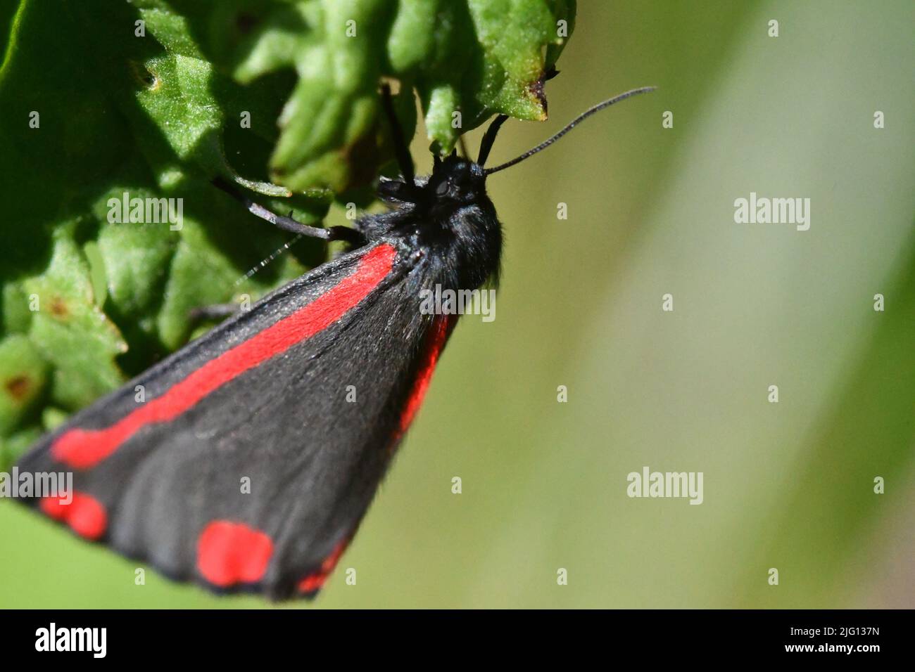 Cinnabar (Tyria jacobaeae), butterfly Stock Photo - Alamy