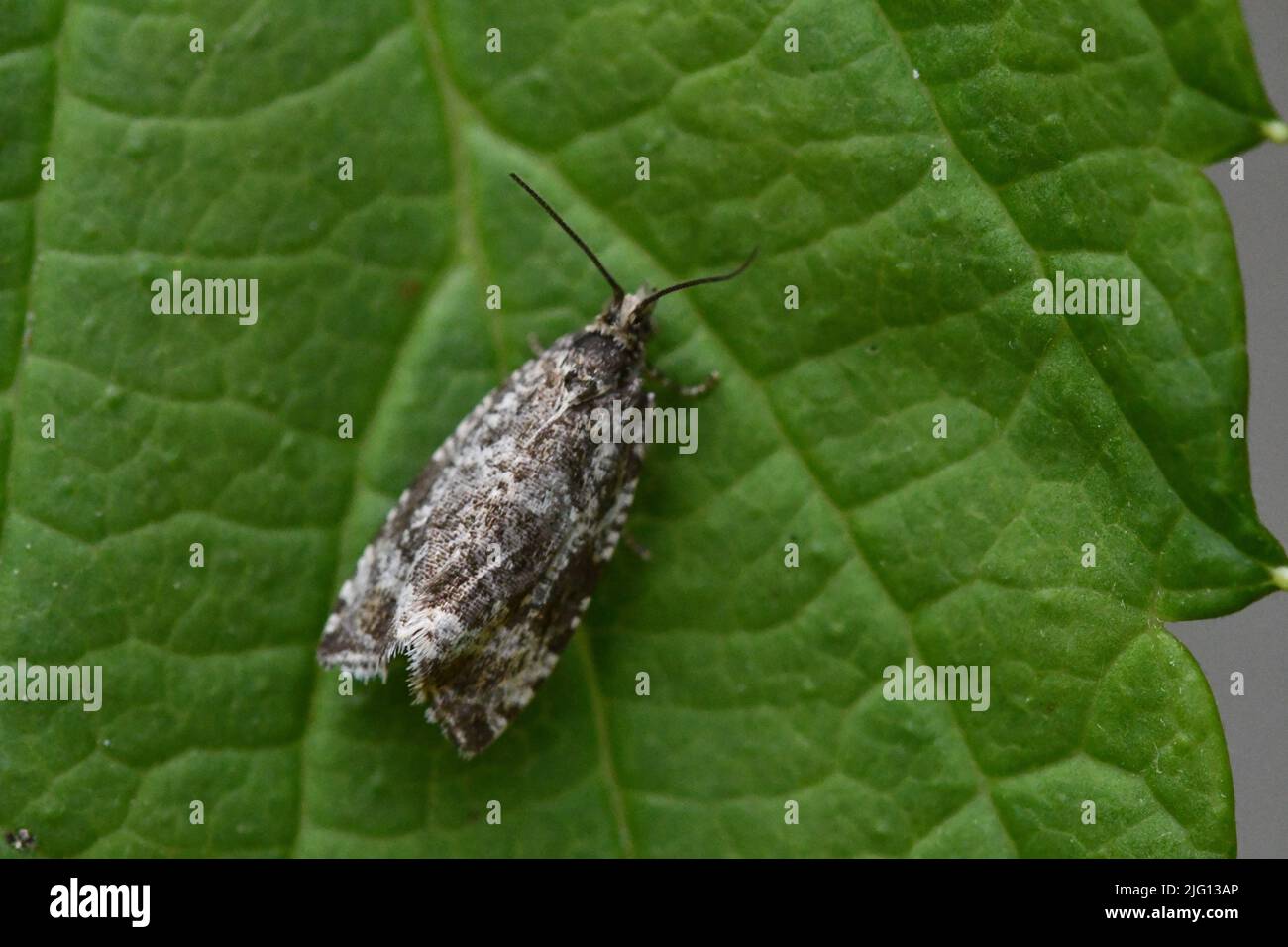 Moth images hi-res stock photography and images - Alamy