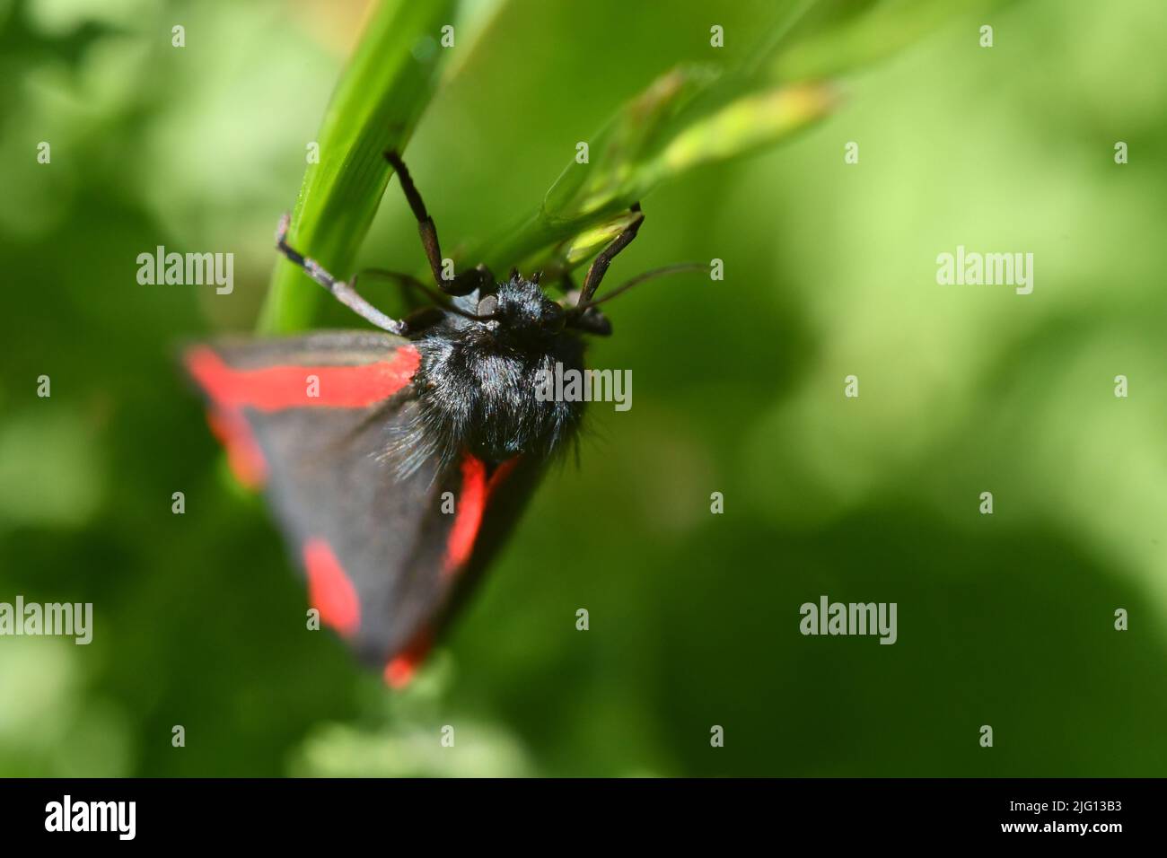 Cinnabar images hi-res stock photography and images - Alamy