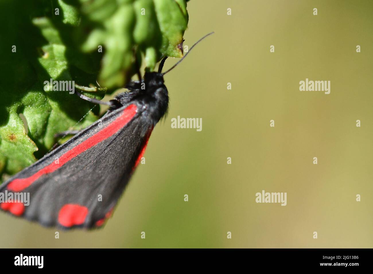 Captures butterfly wings hi-res stock photography and images - Alamy