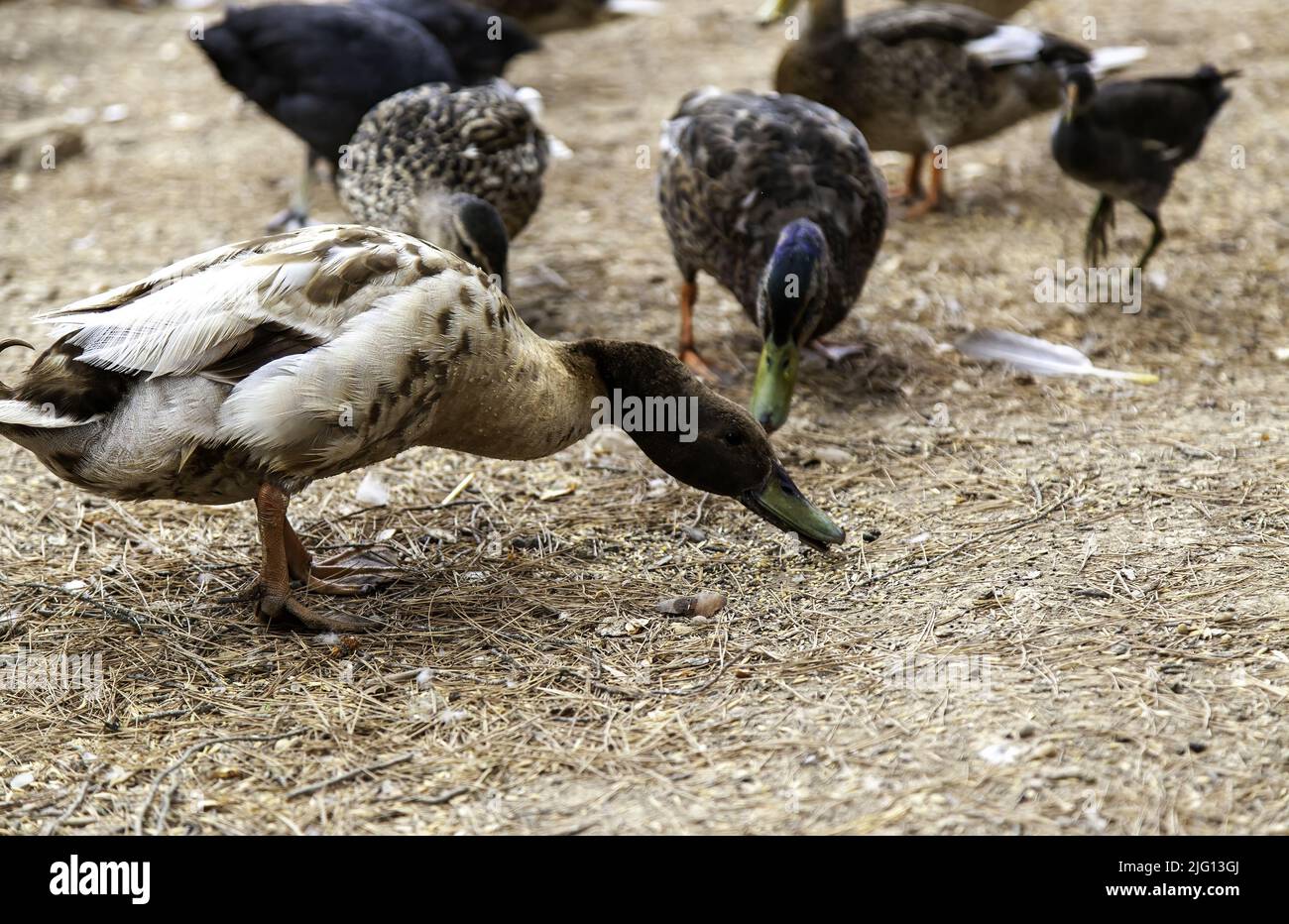 Care wild animal park hi-res stock photography and images - Alamy