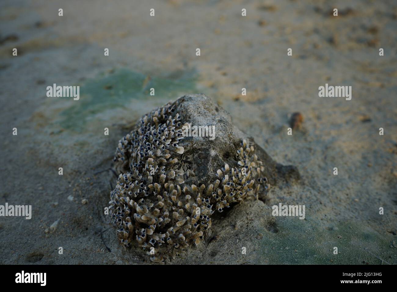 Coral stone architecture hi-res stock photography and images - Alamy