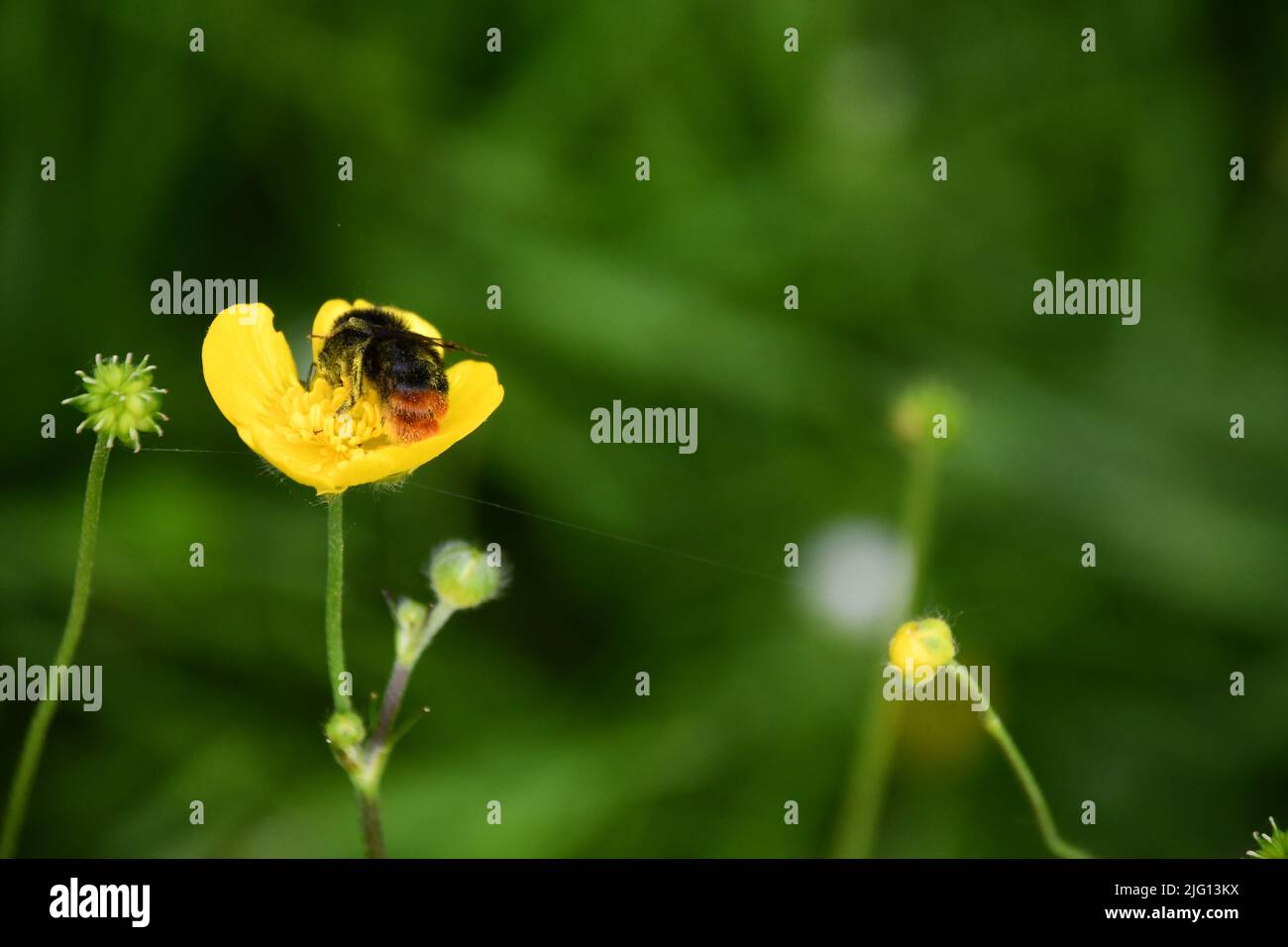 Selective focus photo bee hi-res stock photography and images - Alamy