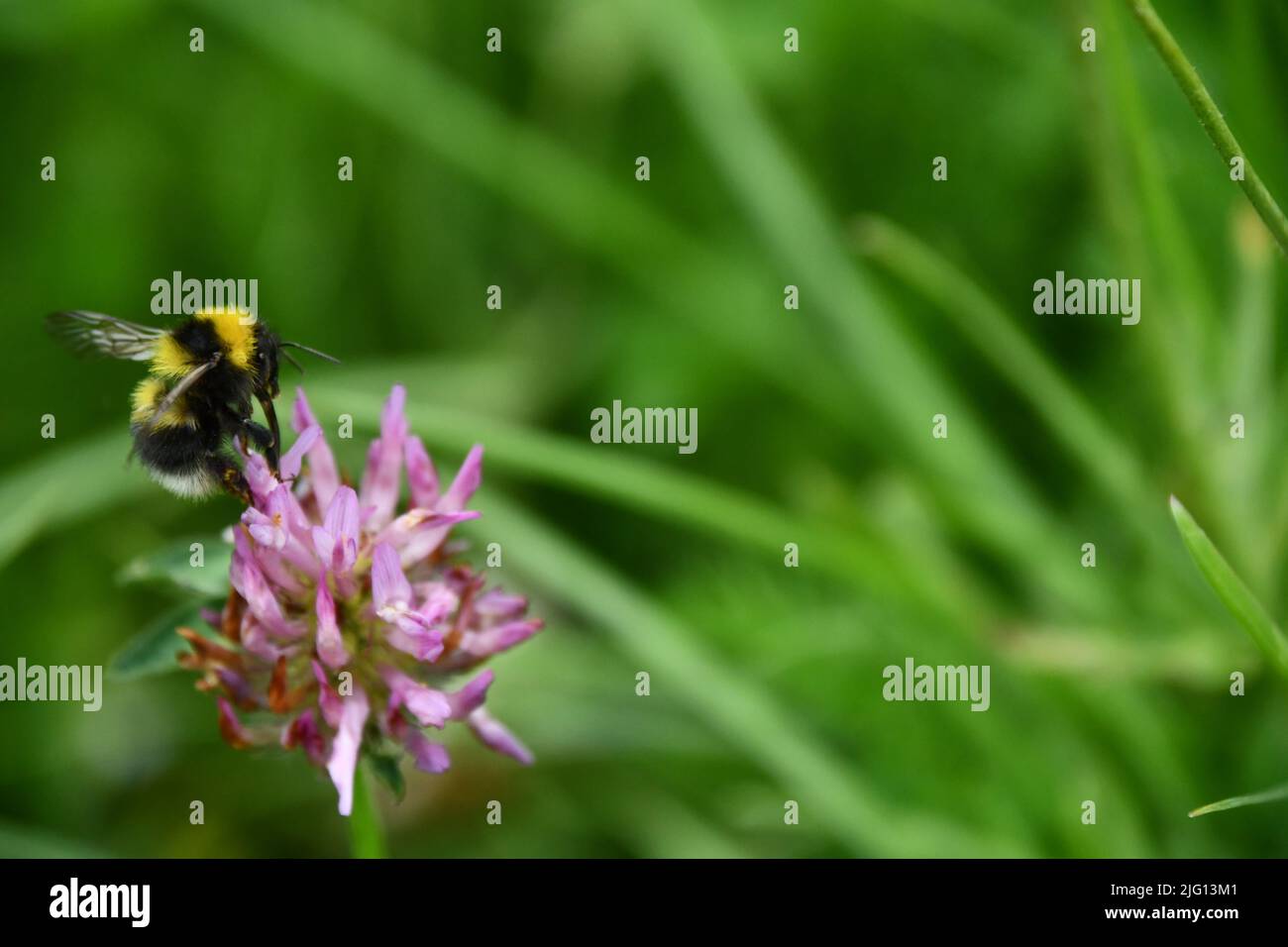 Bumblebee, bumble bee, bumble-bee, humble-bee Stock Photo - Alamy