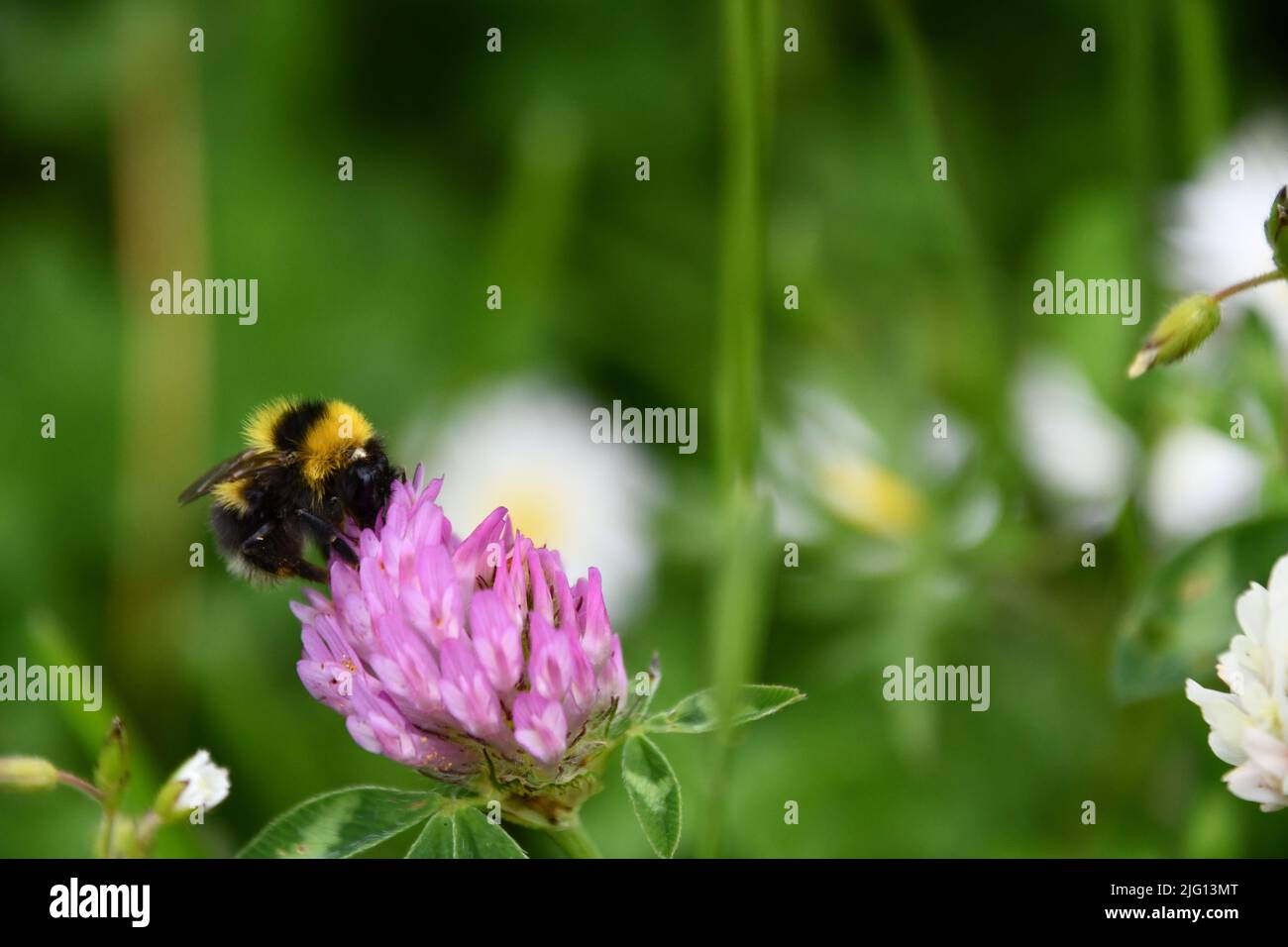 Bumblebee, bumble bee, bumble-bee, humble-bee Stock Photo - Alamy