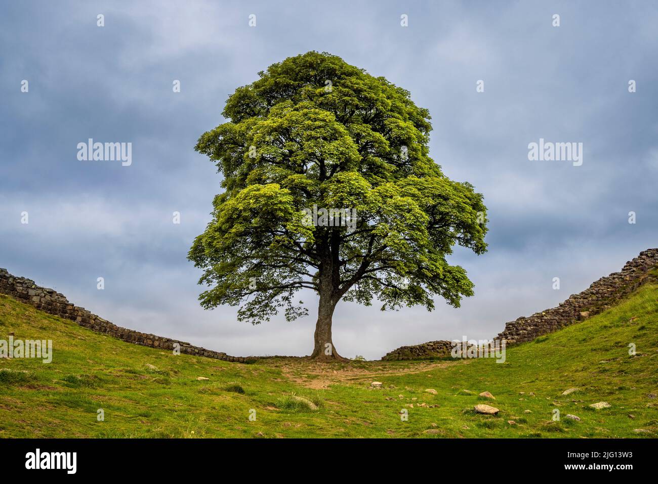 The Sycamore tree at Sycamore Gap along Hadrian’s Wall, Northumberland ...