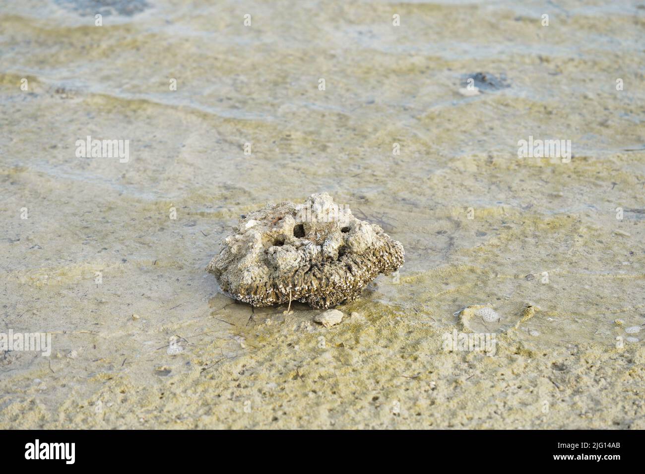 Coral stone architecture hi-res stock photography and images - Alamy