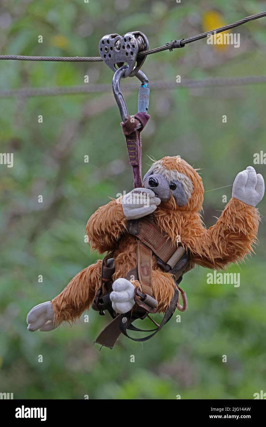 Zip line costa rica hi-res stock photography and images - Alamy