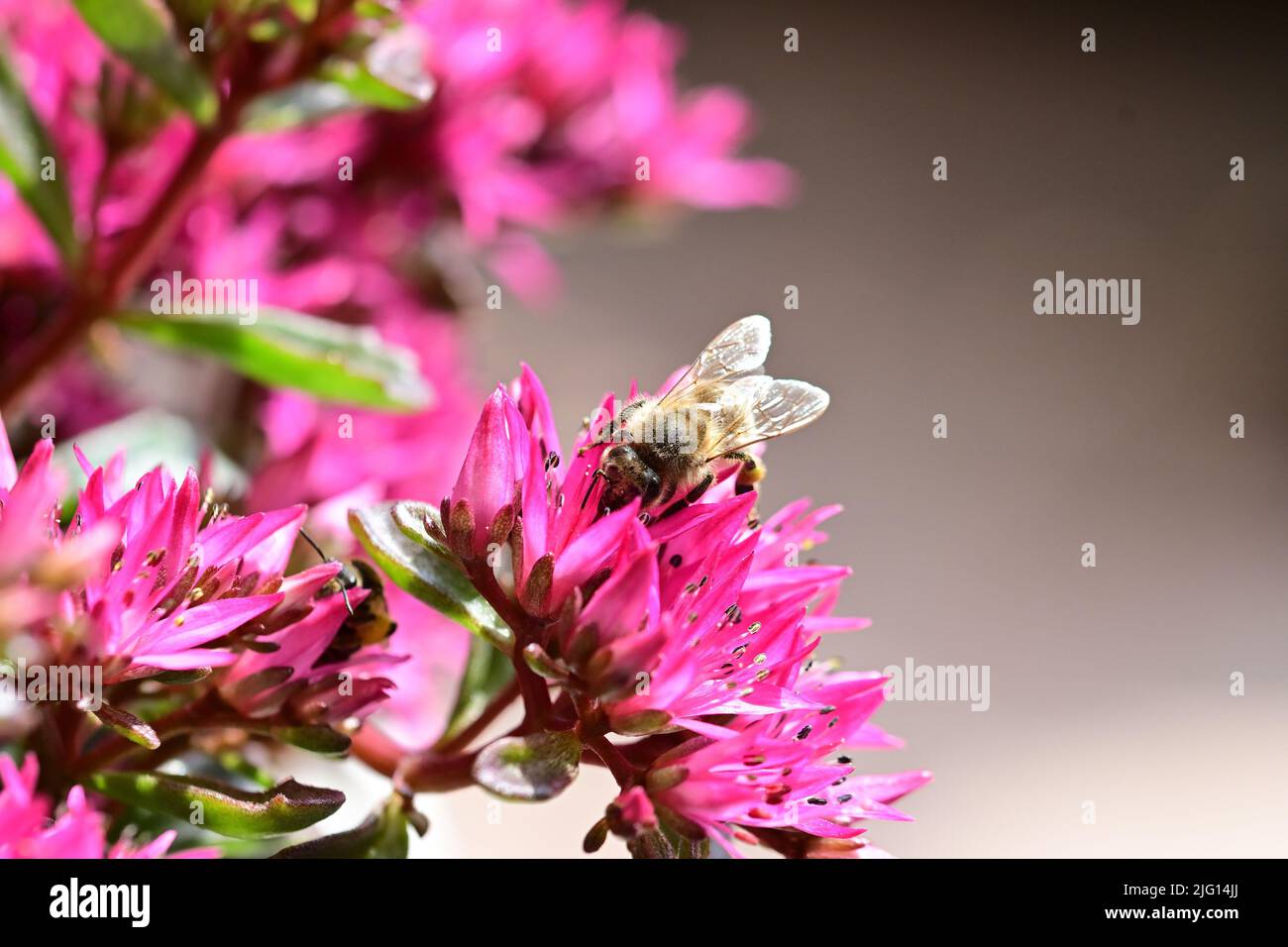 Biene auf Blume Stock Photo - Alamy