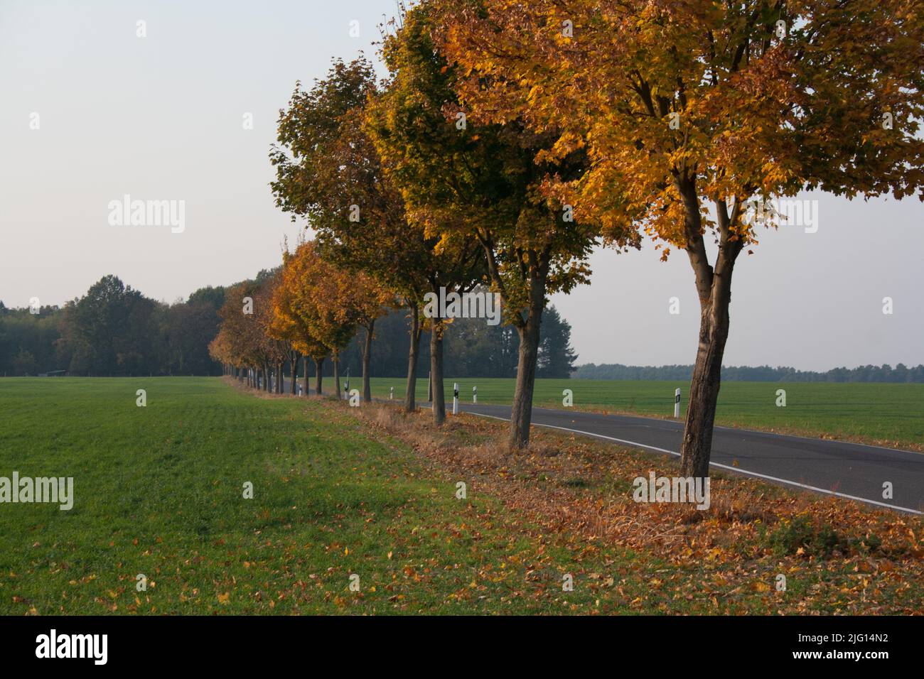Color wheel leaves hi-res stock photography and images - Alamy
