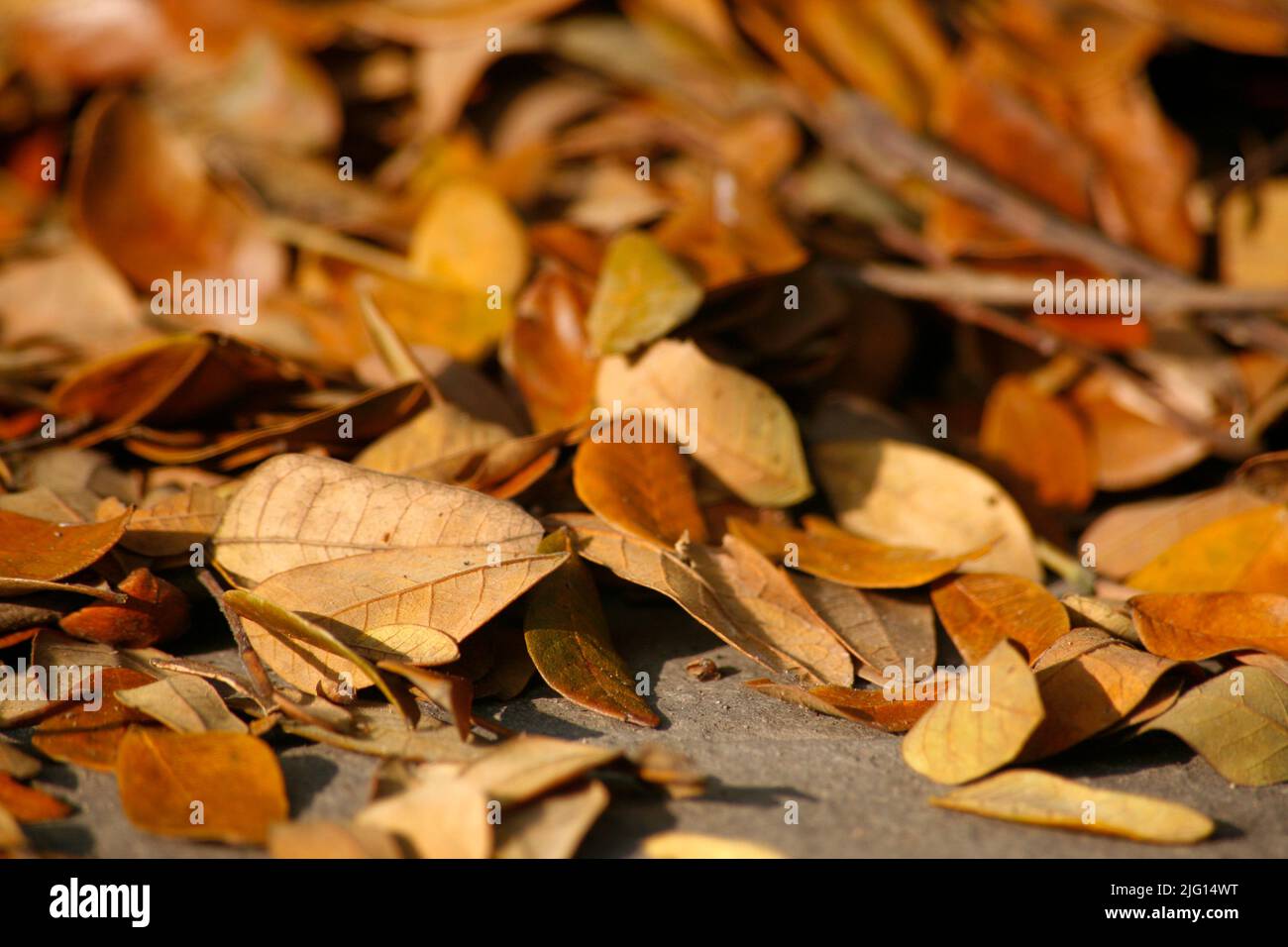 Fall leaves on the pavement Stock Photo - Alamy