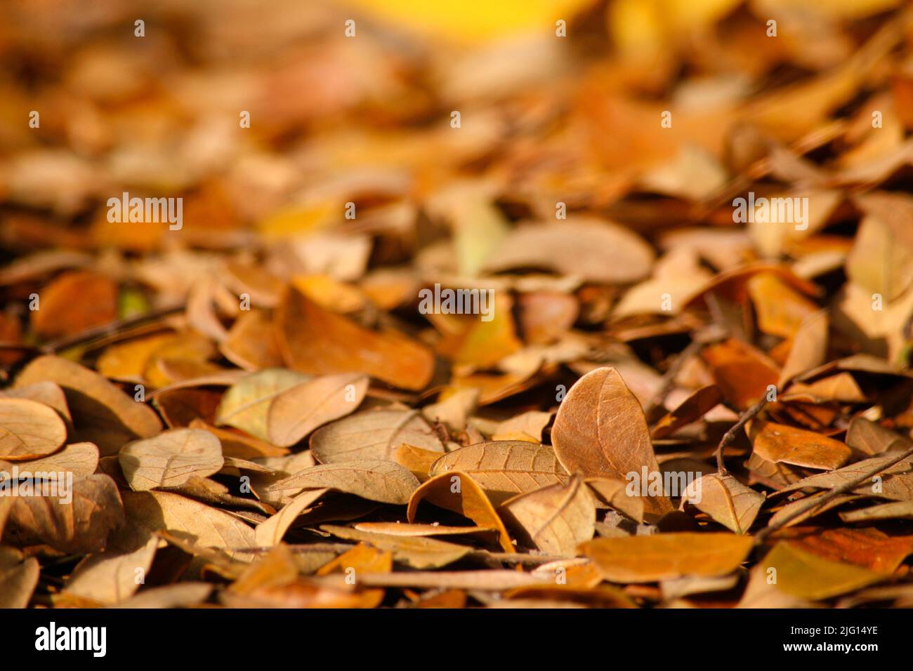 Dry leaf ground change hi-res stock photography and images - Alamy
