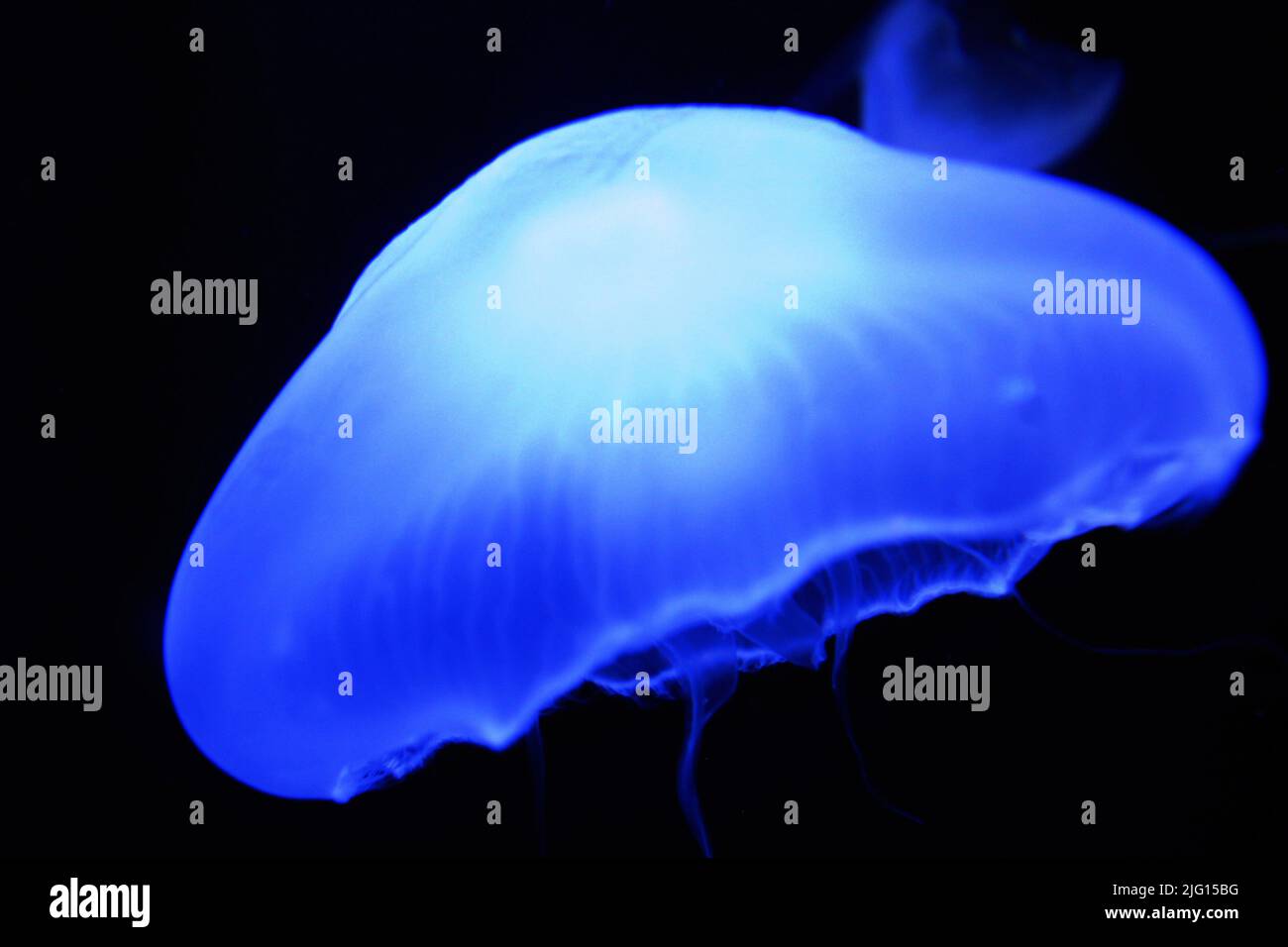 Sea jelly oral arms hi-res stock photography and images - Alamy