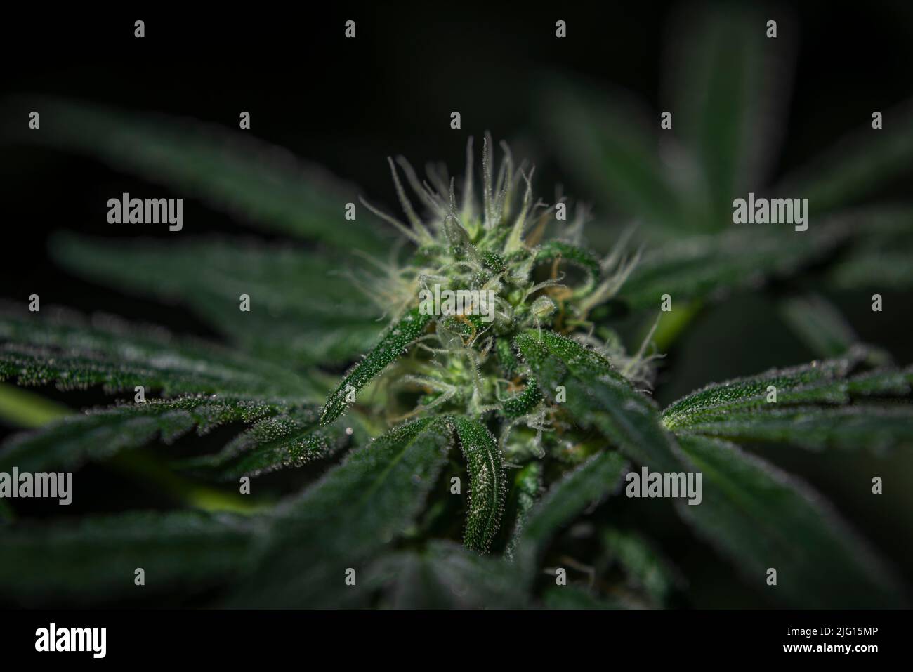 Green young medical cannabis female hi-res stock photography and images ...