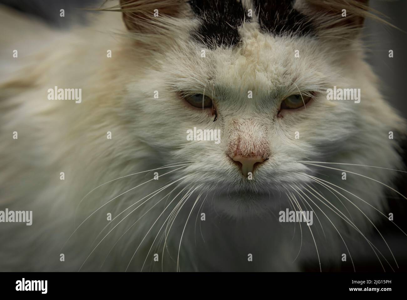 White and black male cat face with yellow eyes and pink muzzle Stock ...