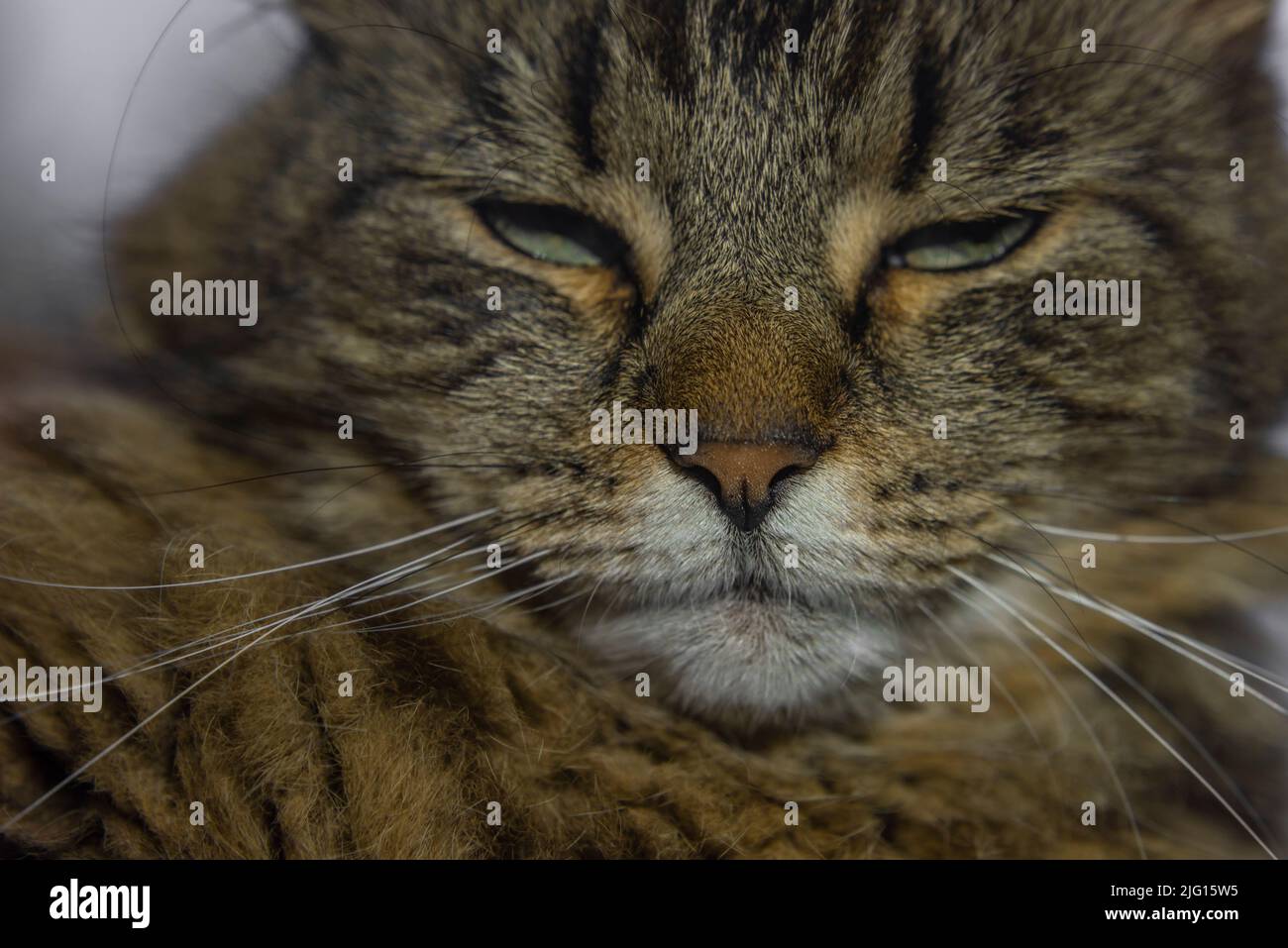 Gray tired brown tabby cat face with nice white hairy chin Stock Photo ...