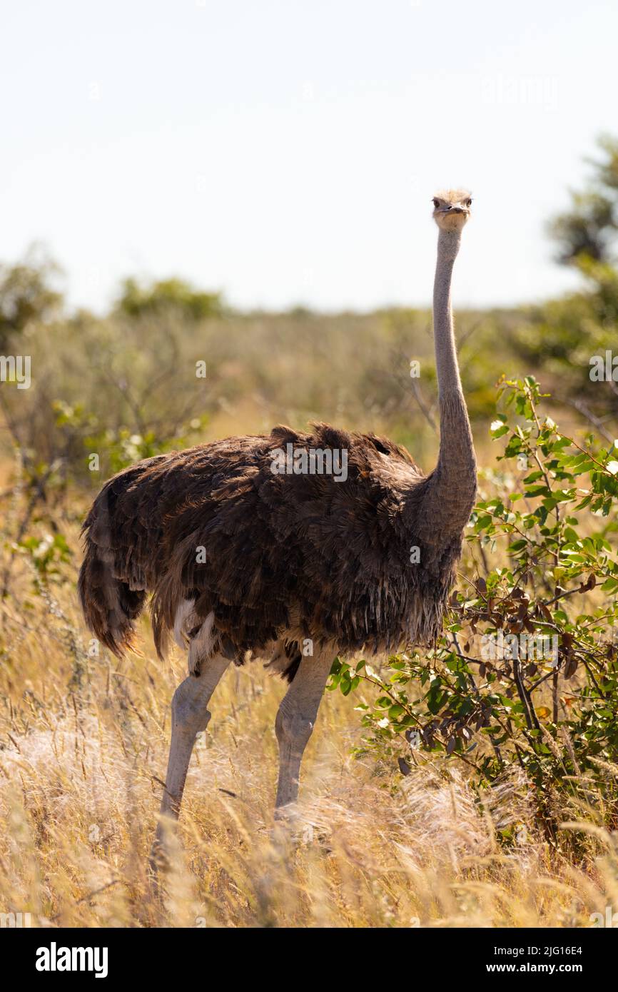 Common ostrich (Struthio camelus) standing in savanna vegetation in ...