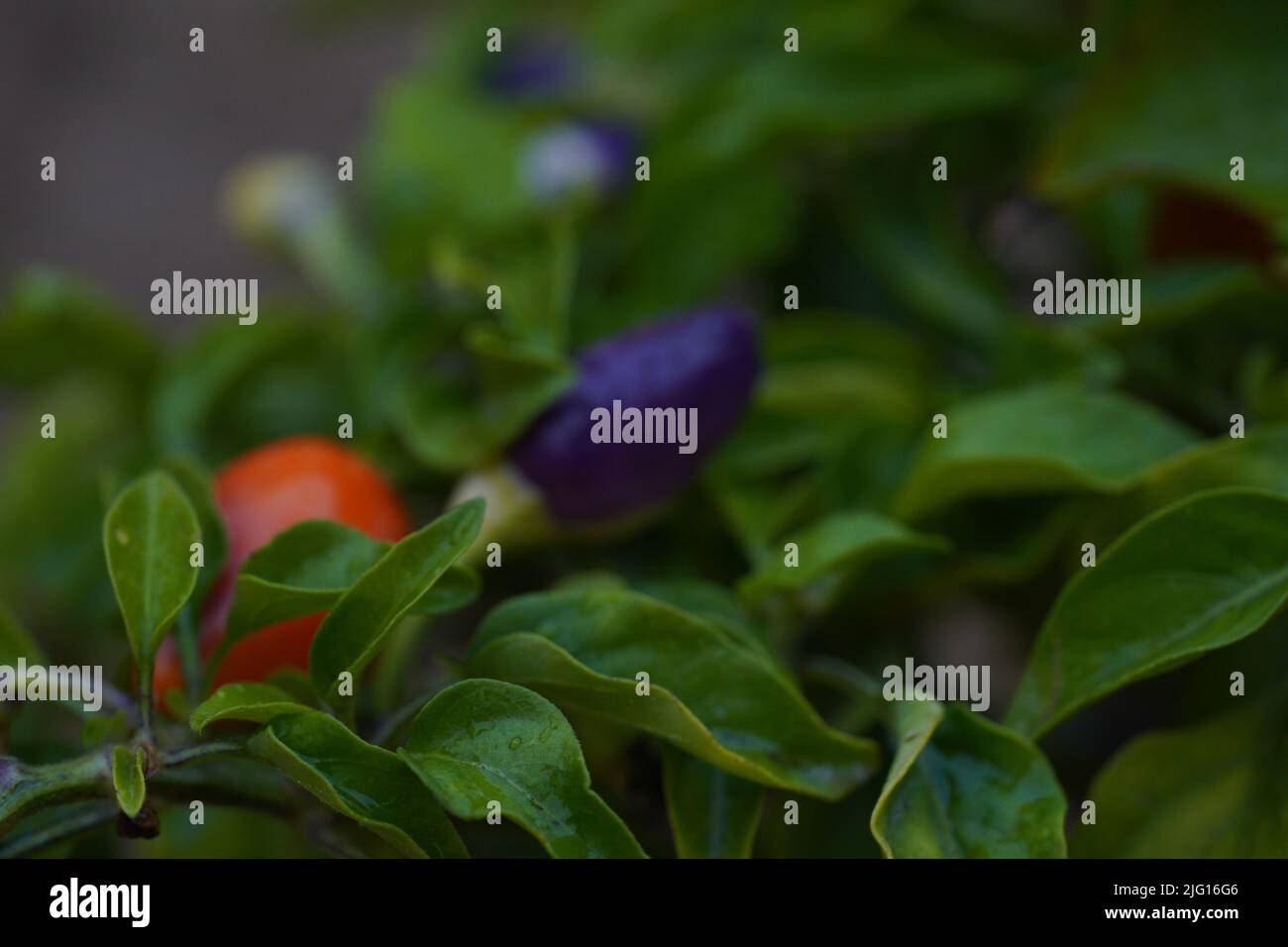 Purple pepper plant hi-res stock photography and images - Alamy