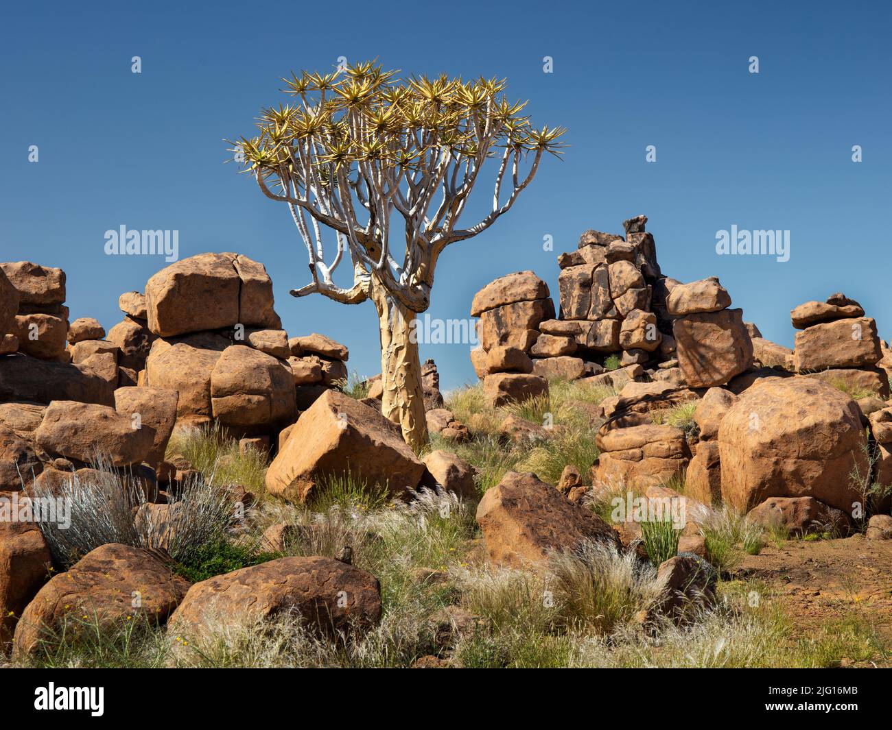 Tree kalahari hi-res stock photography and images - Alamy