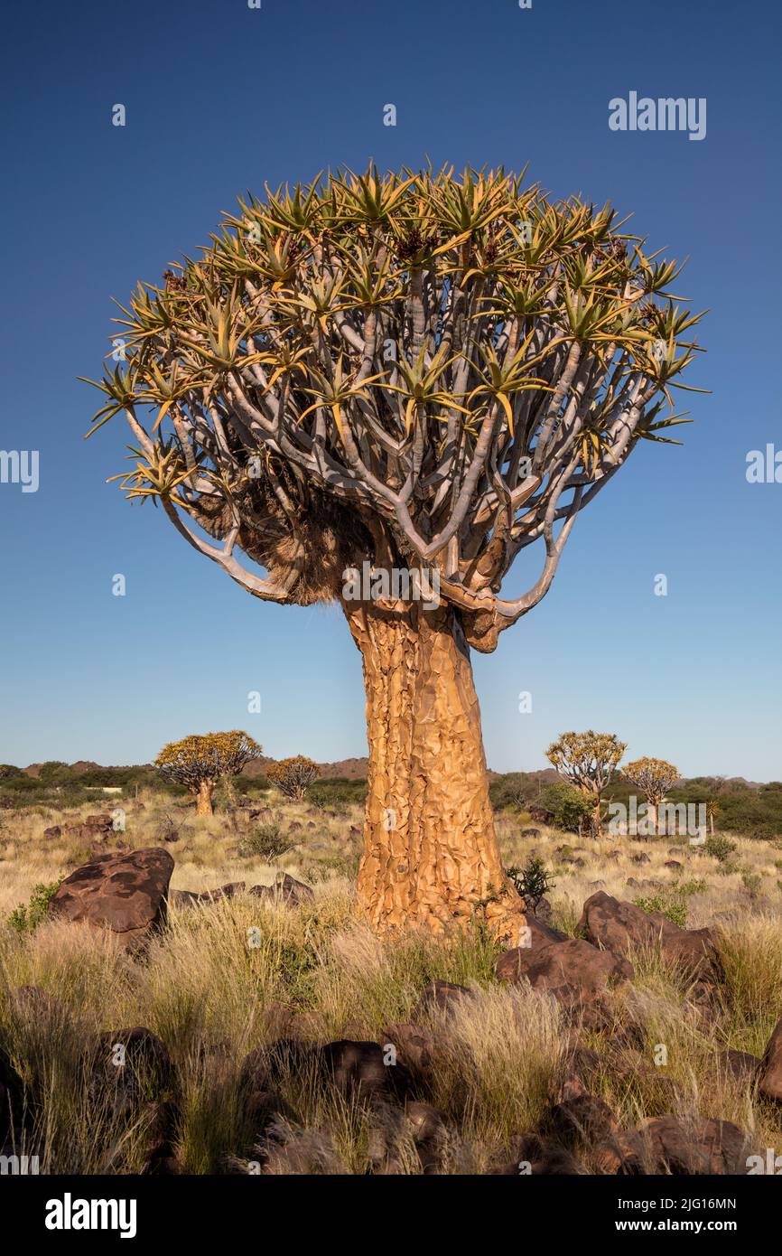 Kalahari desert quiver tree hi-res stock photography and images - Alamy