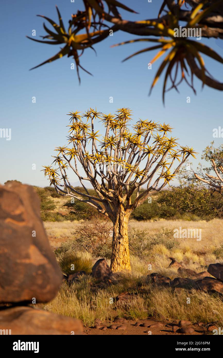 Quiver Trees near Keetmanshoop, Namibia Stock Photo - Alamy