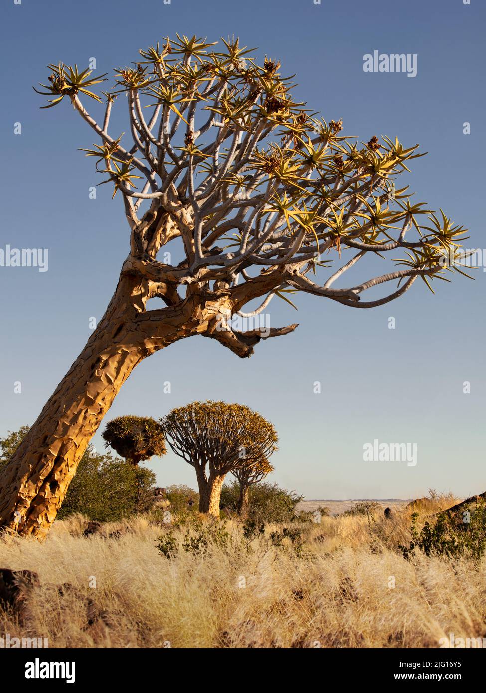 Quiver Trees near Keetmanshoop, Namibia Stock Photo - Alamy