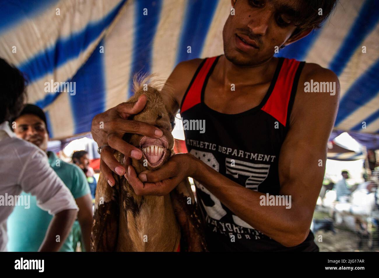 New Delhi, India. 05th July, 2022. A livestock vendor shows the teeth ...
