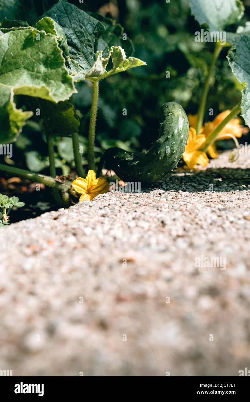 Cucumber farming process hi-res stock photography and images - Alamy