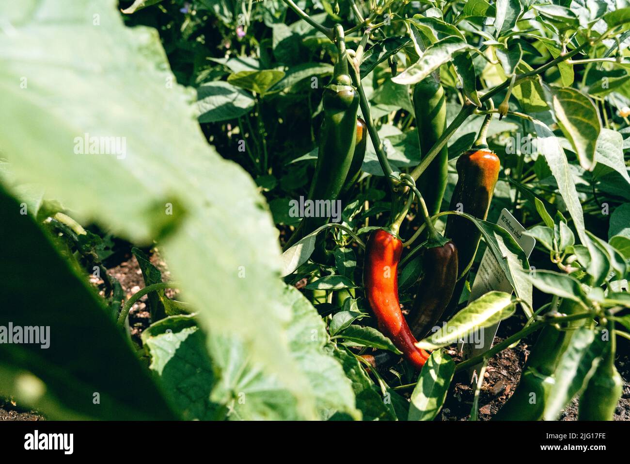 Grow vegetable stages hi-res stock photography and images - Alamy