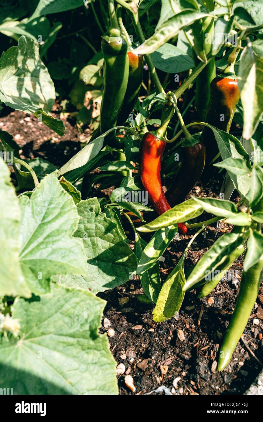 the vegetable in 3 different stages of ripening Stock Photo - Alamy