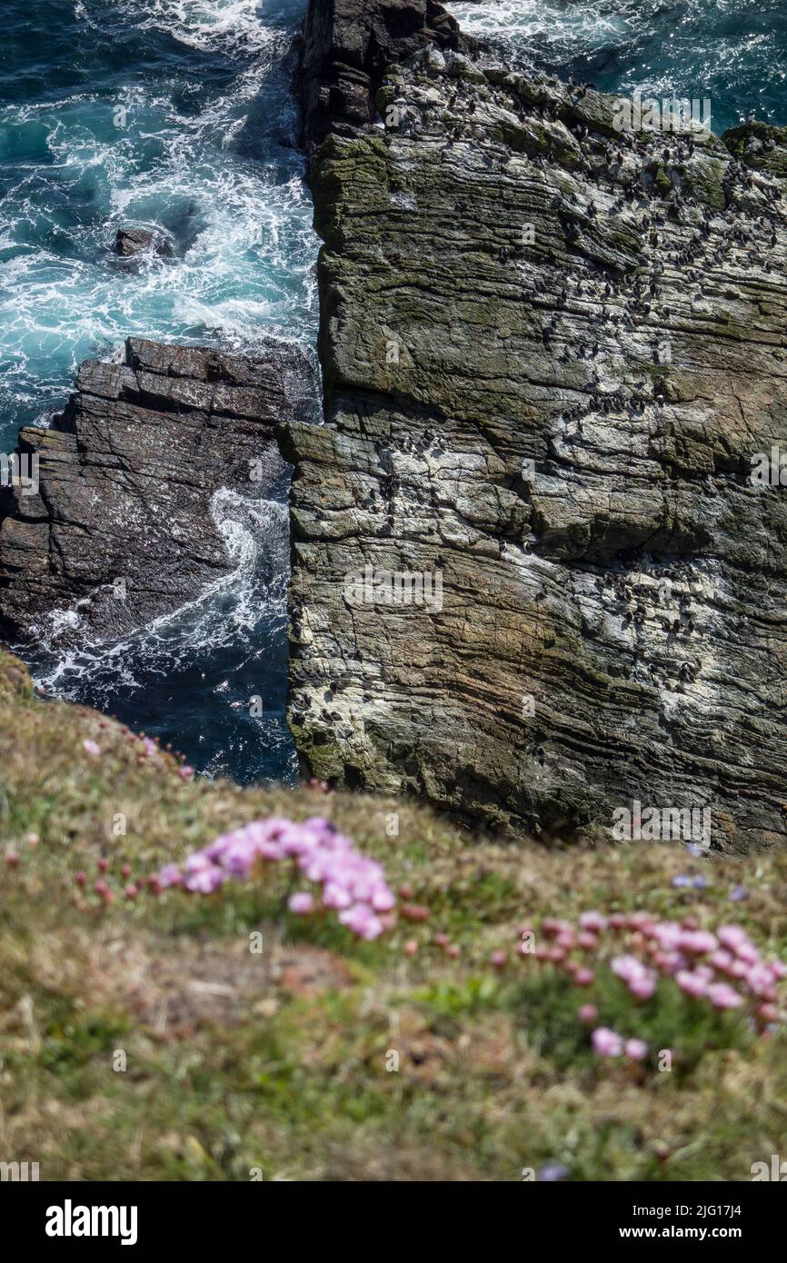Lerwick and the shetlands islands Stock Photo - Alamy