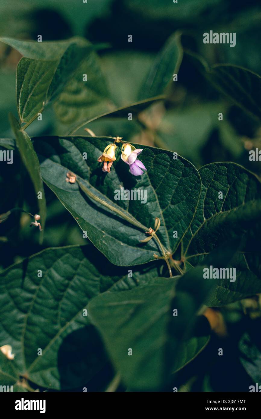 A little violet blossom and the big green leafs of a string bean plant ...