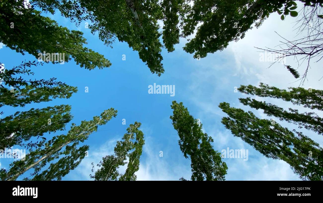 A photo of tree tops in the sky Stock Photo - Alamy