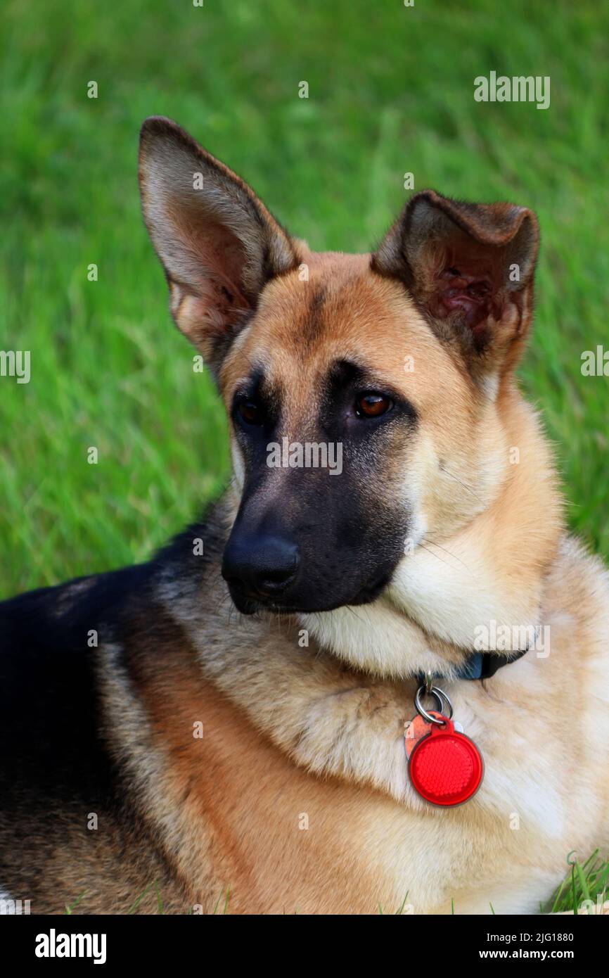 German Shepherd Belgian Malinois Puppy staring into the distance Stock ...