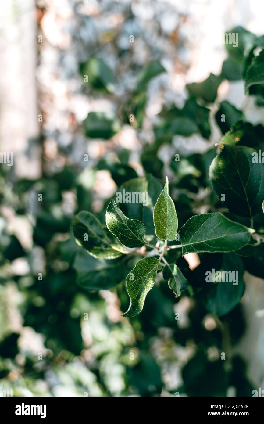 Wallpaper vertical hi-res stock photography and images - Alamy