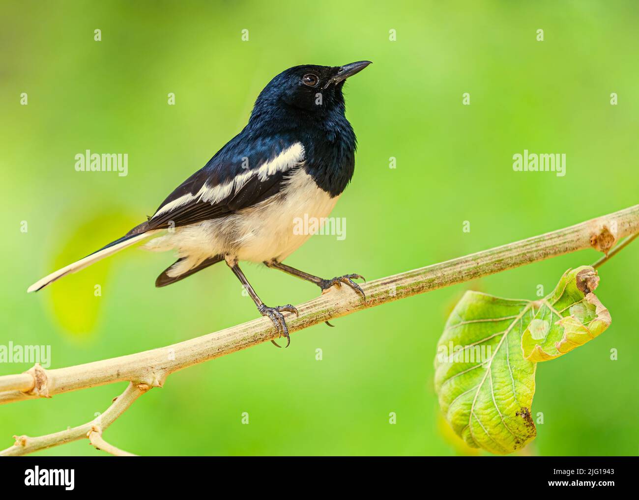 Oriental Magpie looking up in a tree Stock Photo - Alamy