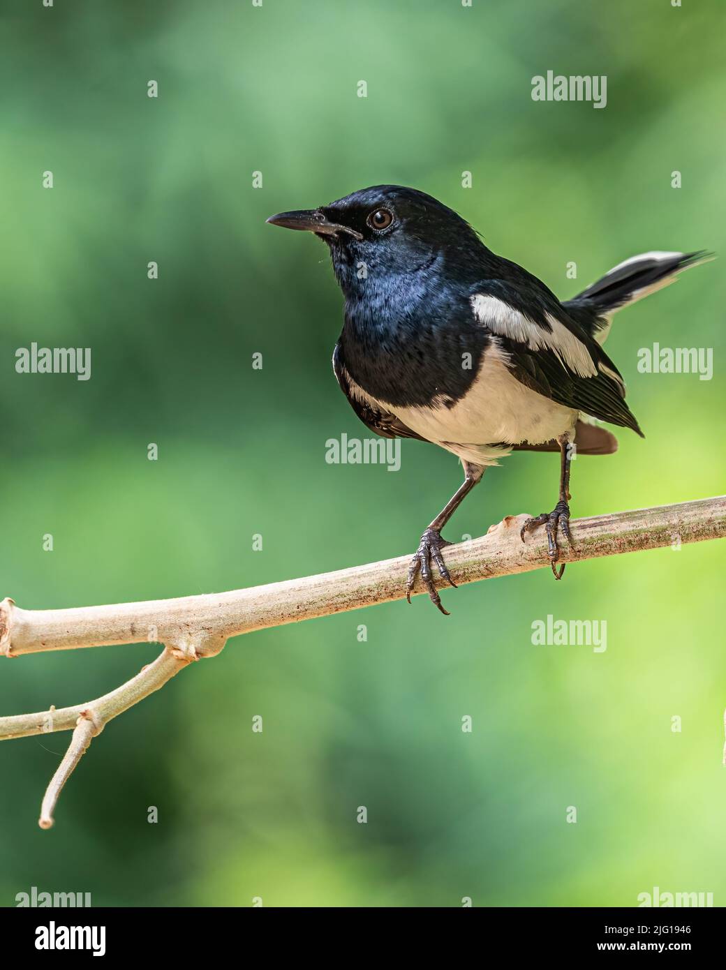 Front view of a oriental Magpie Stock Photo - Alamy