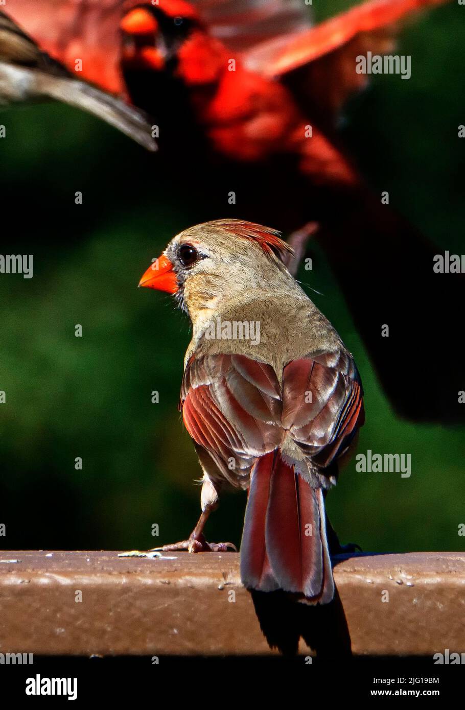 Sparrow and northern cardinal hi-res stock photography and images - Alamy